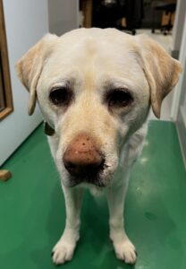 Our School Dog – Kika